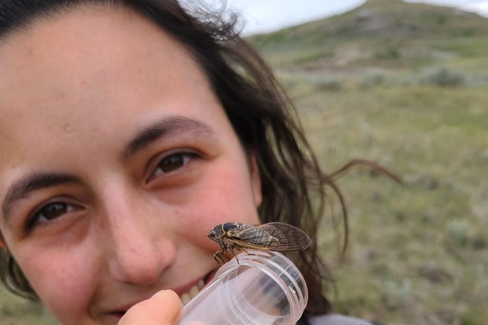 Southeast Sask has cicadas too, but they're not like the U.S. ones - DiscoverWeyburn.com - Local ...